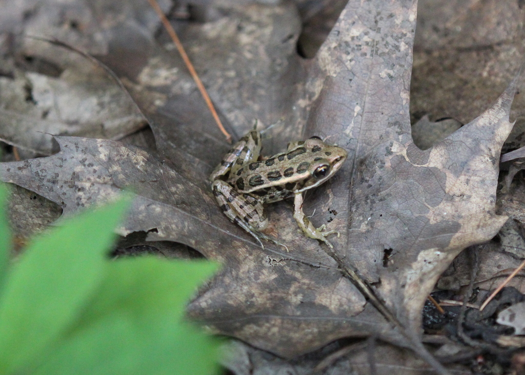 Pickerel Frog from Fitzwilliam, NH, USA on August 12, 2023 at 01:43 PM ...
