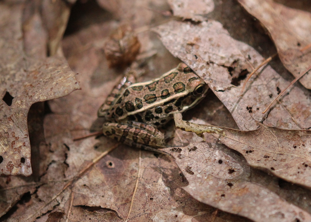 Pickerel Frog from Fitzwilliam, NH, USA on August 12, 2023 at 01:57 PM ...