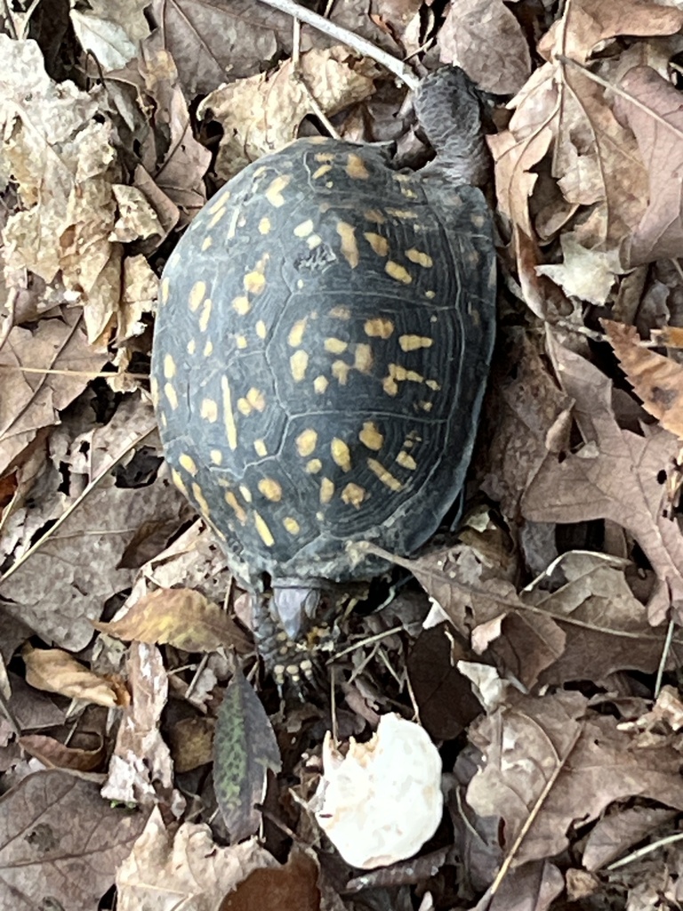 Eastern Box Turtle in August 2023 by Allen Hurlbert. Caught in the act ...