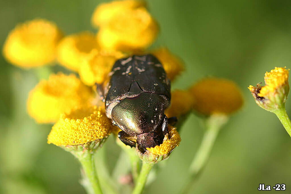 Copper Chafer from Kaarina on August 18, 2023 at 04:19 PM by jla52 ...