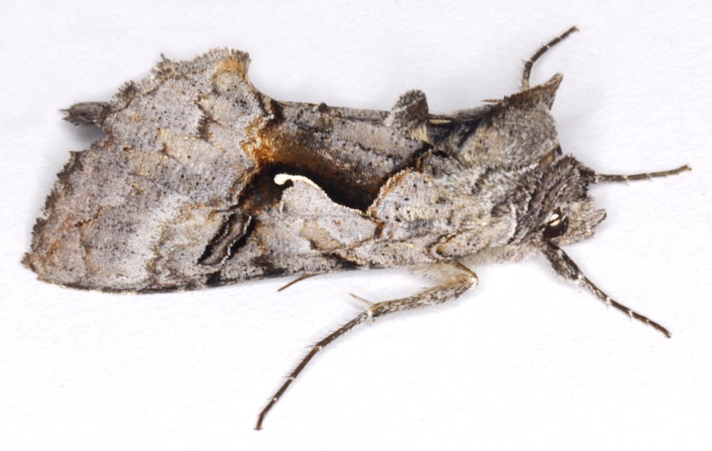 Epigaea Looper Moth from Newfoundland and Labrador, Canada on August 18 ...