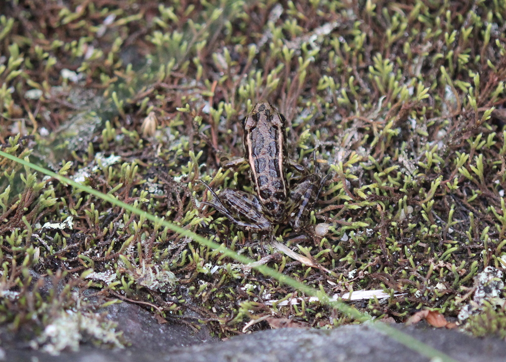 Pickerel Frog from Fitzwilliam, NH, USA on August 12, 2023 at 02:55 PM ...
