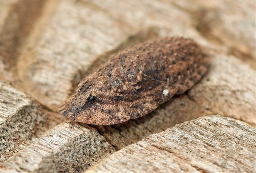 Rock Roaches (Genus Zuluia) · iNaturalist United Kingdom