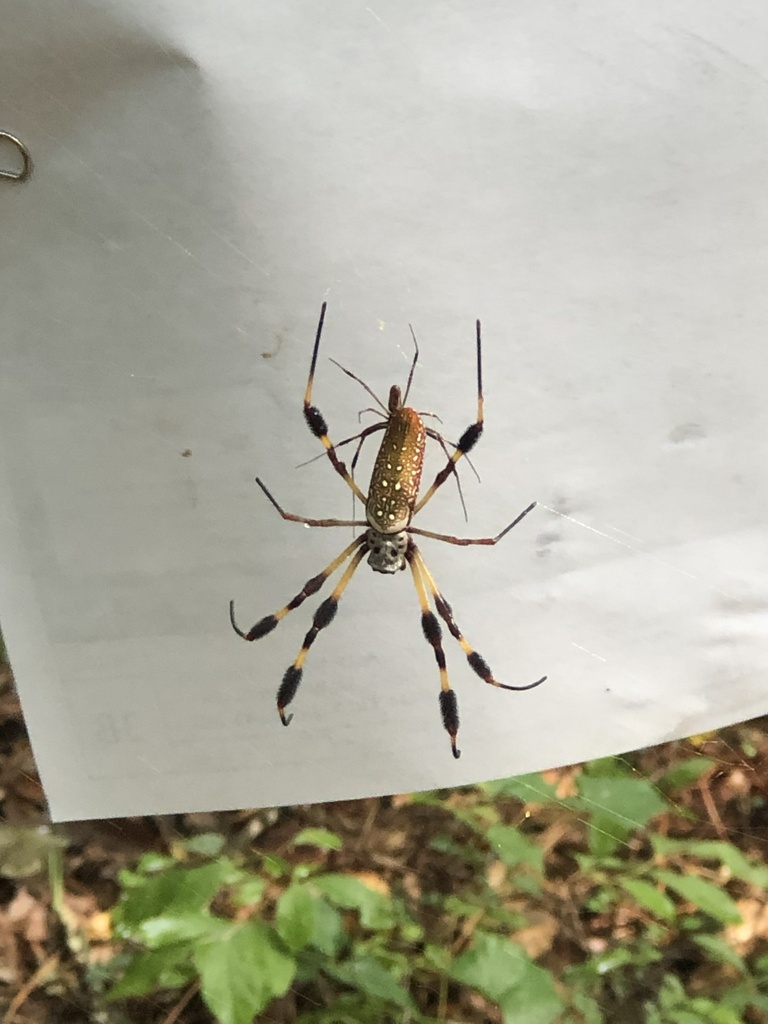 Golden Silk Spider from MCB Camp Lejeune, Jacksonville, NC, US on ...