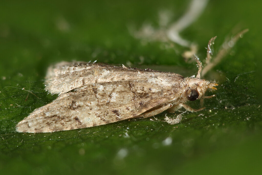 Tufted Apple Bud Moth from Jésuites, Québec, QC, Canada on August 18 ...