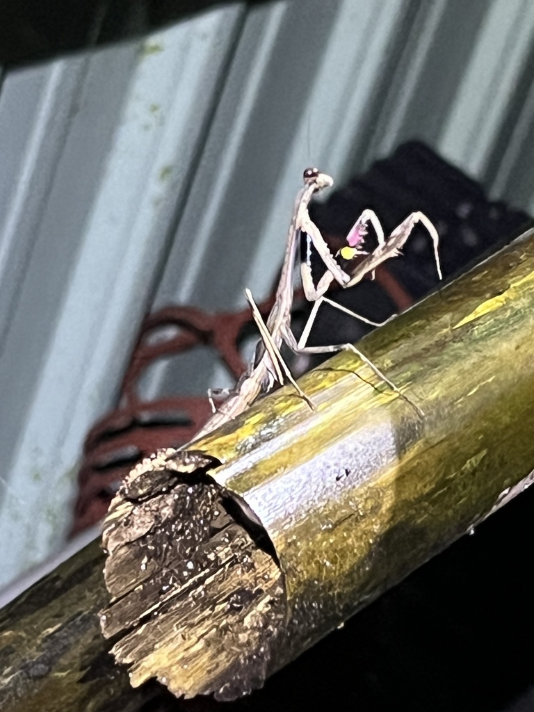 Asian Jumping Mantis from 臺灣島, 鹿谷鄉, NAN, TW on August 1, 2023 at 11:12 ...