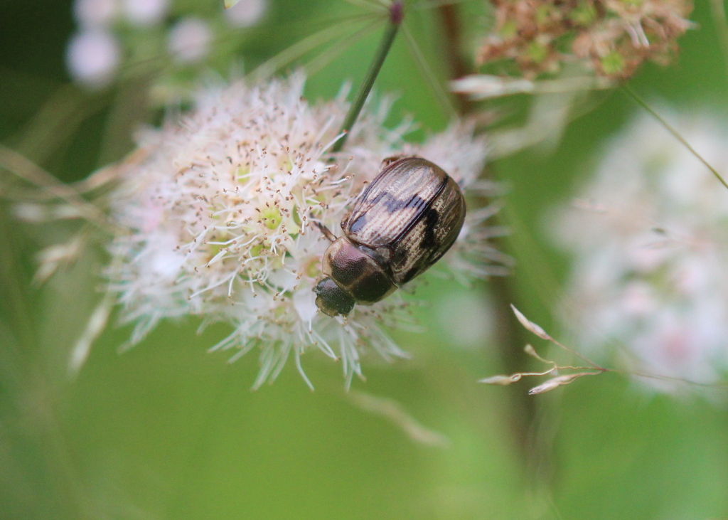 Oriental Beetle from Fitzwilliam, NH, USA on August 12, 2023 at 04:01 ...