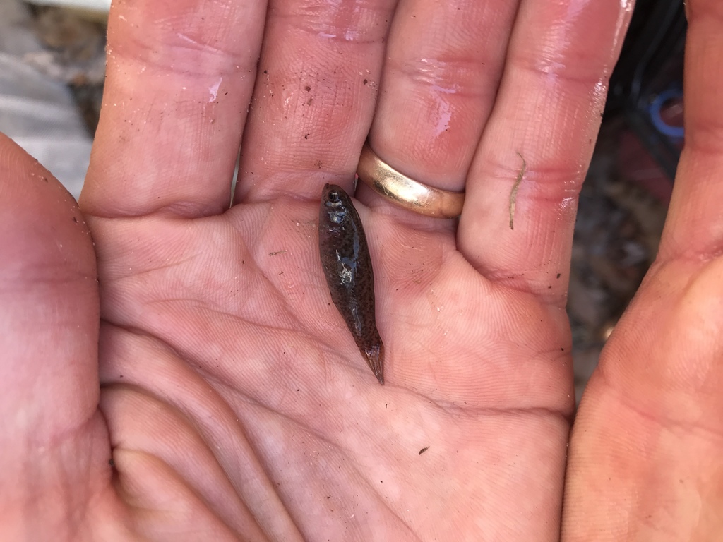 Pygmy Sunfishes from 29449, Hollywood, SC, US on February 07, 2019 at ...