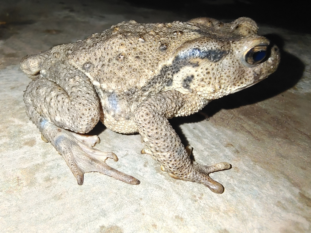 Bufo andrewsi from Chuxiong Yi, CN-YN, CN on August 18, 2023 at 09:11 ...