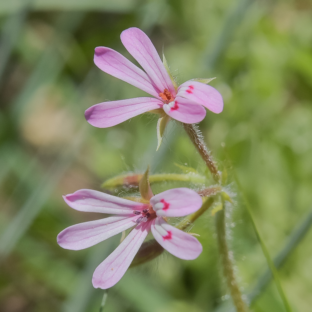Cave Storksbill from Glen Lynden, Naudesnek; EC Drakensberg on February ...