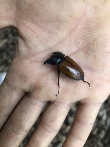 Neolucanus brochieri · iNaturalist United Kingdom