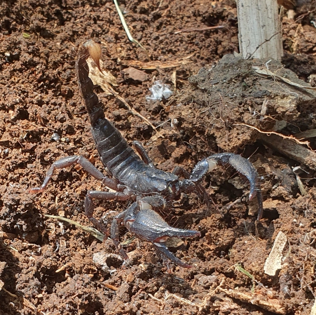 Asian Blue Forest Scorpion from Bogor Barat on August 18, 2023 at 10:04 ...