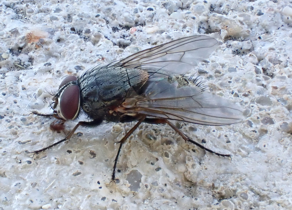 Muscina from Hamilton County, NE, USA on August 5, 2023 at 09:15 PM by ...