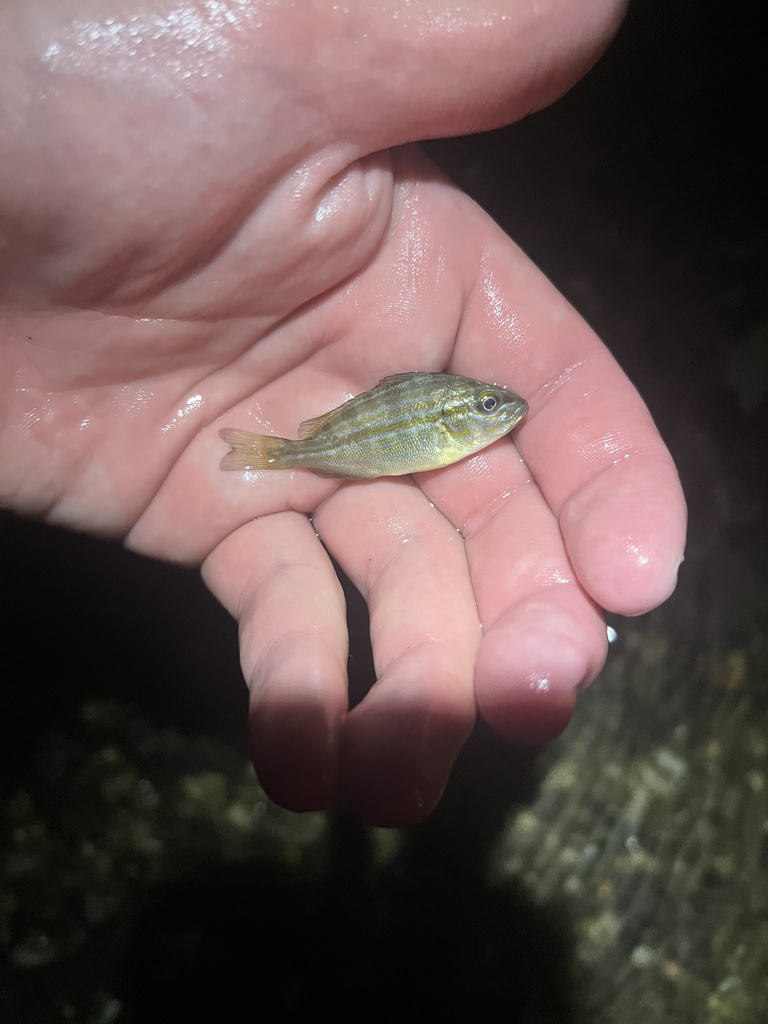 Pigfish in August 2023 by natebillhime · iNaturalist