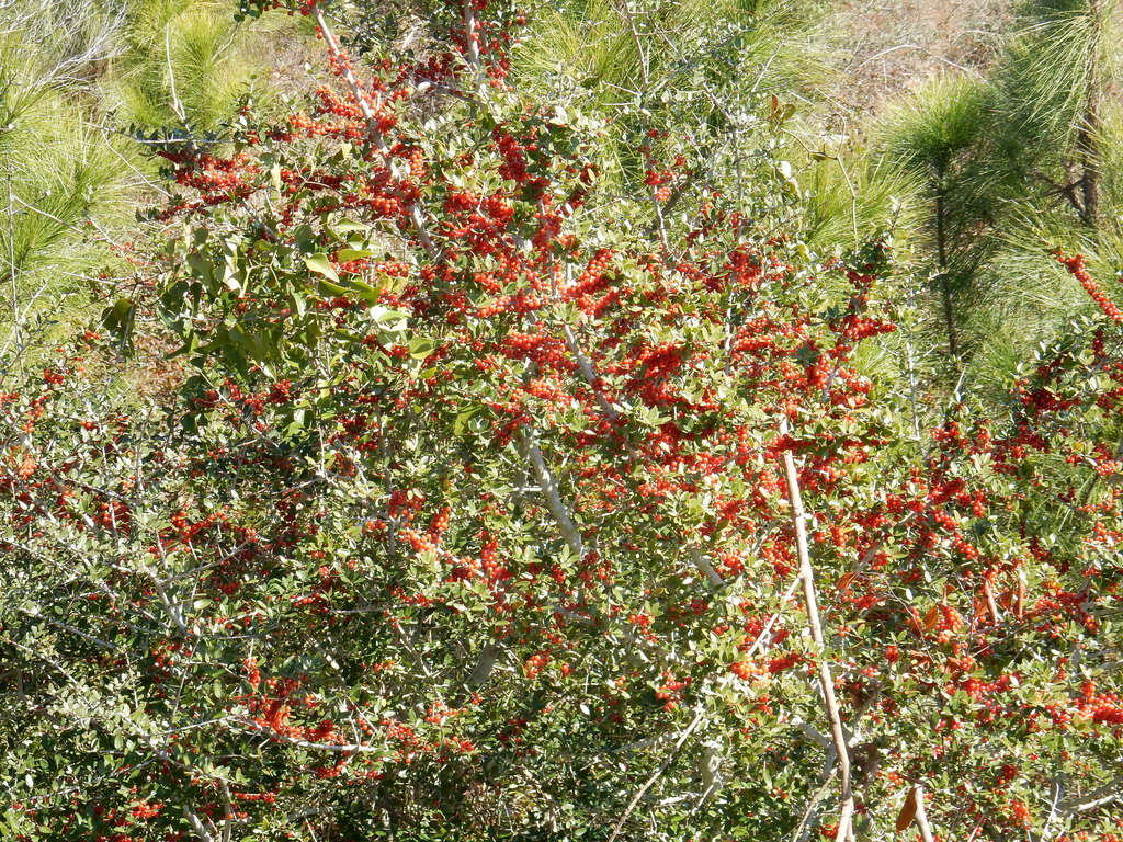 Yaupon Holly from Santa Rosa, Gulf Islands National Seashore, Florida ...