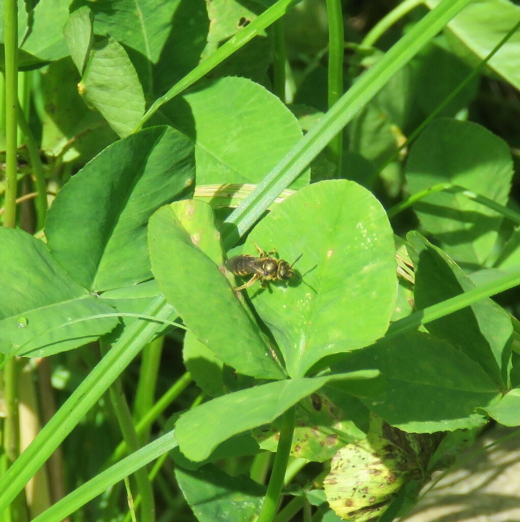 Confusing Furrow Bee from 431 E Rd, Milton, VT 05468, USA on August 17 ...