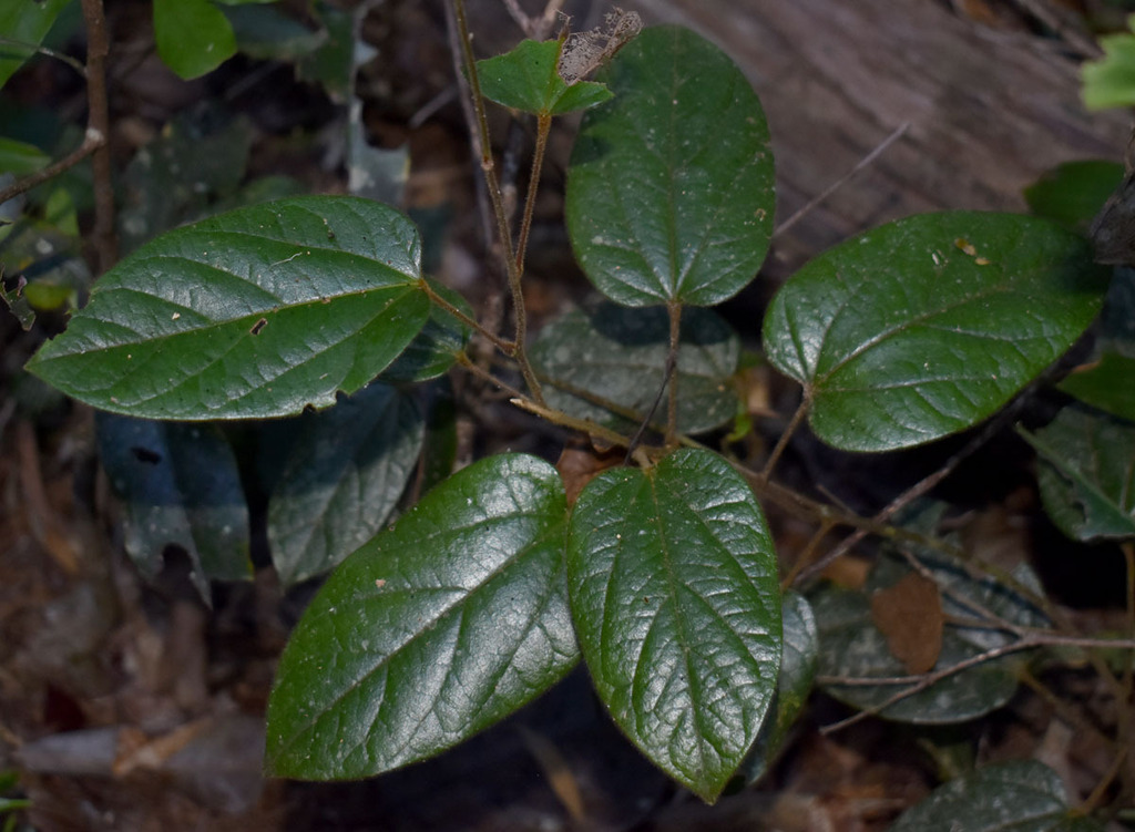 Hypserpa decumbens from Lamb Range QLD 4870, Australia on June 28, 2023 ...