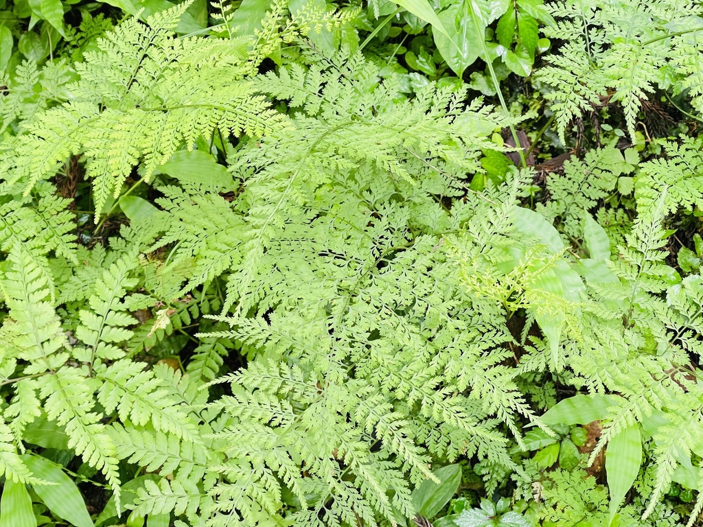 Athyrium iseanum angustisectum from 黑淵, 阿蘇郡小國町, 熊本縣, JP on August 18 ...