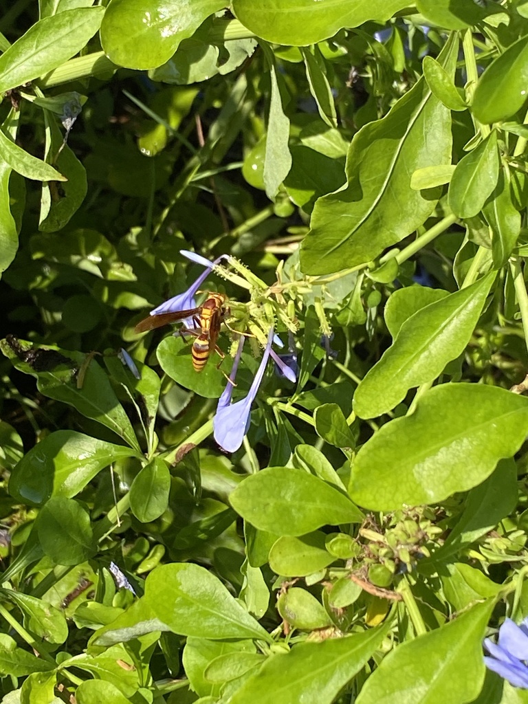Horse's Paper Wasp from College of Coastal Georgia, Brunswick, GA, US ...
