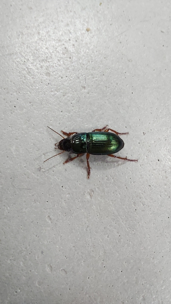Harpalus rubripes from 50700 Brix, France on August 18, 2023 at 05:07 ...