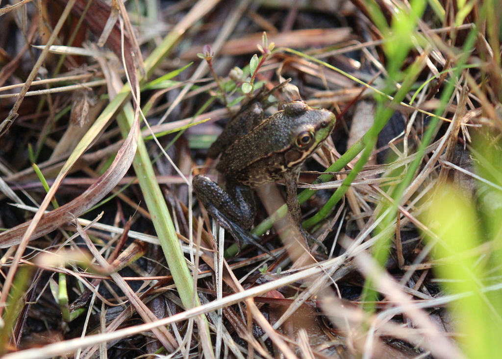 Green Frog from Troy, NH, USA on August 12, 2023 at 06:40 PM by Steven ...