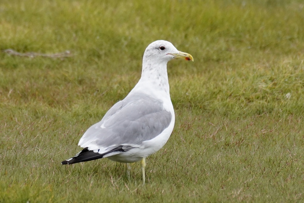 California Gull (Pacific Northwest Birds) · iNaturalist