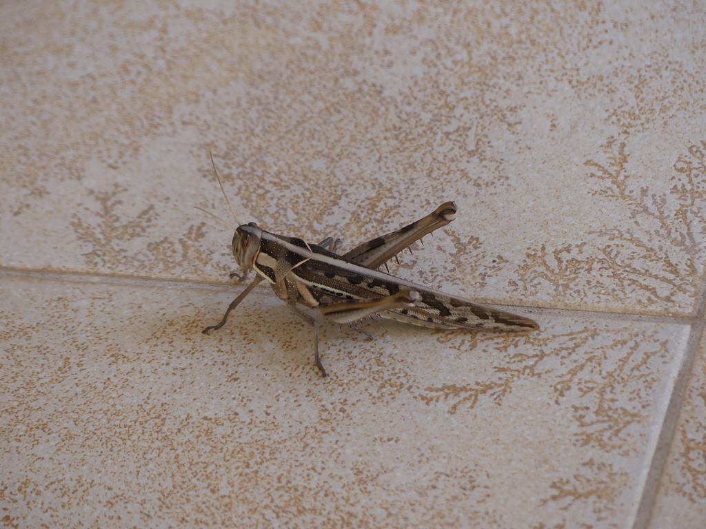 Brown‐spotted Locust from Karen, Nairobi, Kenya on August 14, 2023 at ...