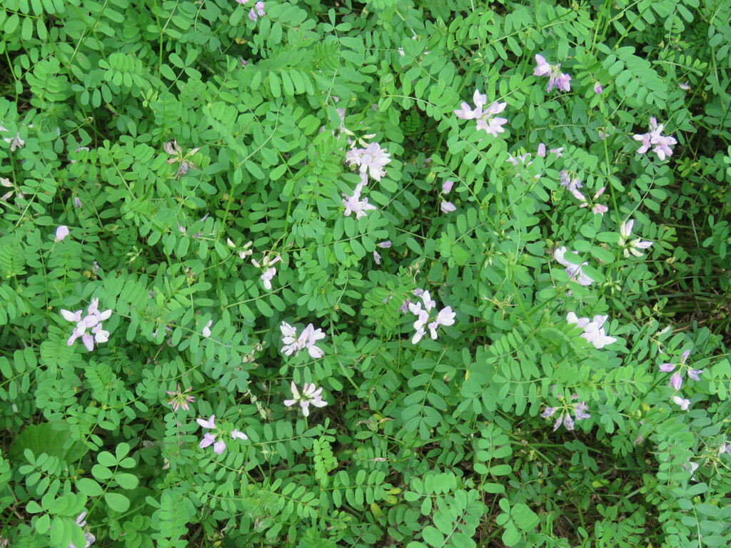 purple crownvetch from Malletts Bay, Burlington, VT, USA on August 17 ...