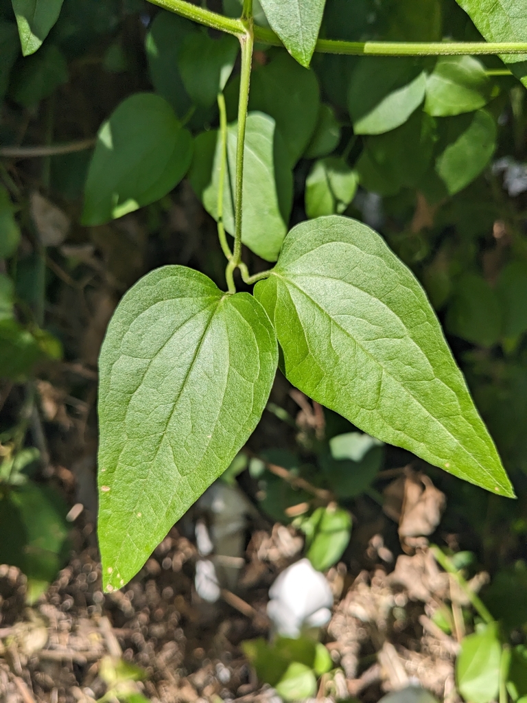 autumn clematis from Virginia Beach on August 18, 2023 at 11:20 AM by Bruce Slater · iNaturalist