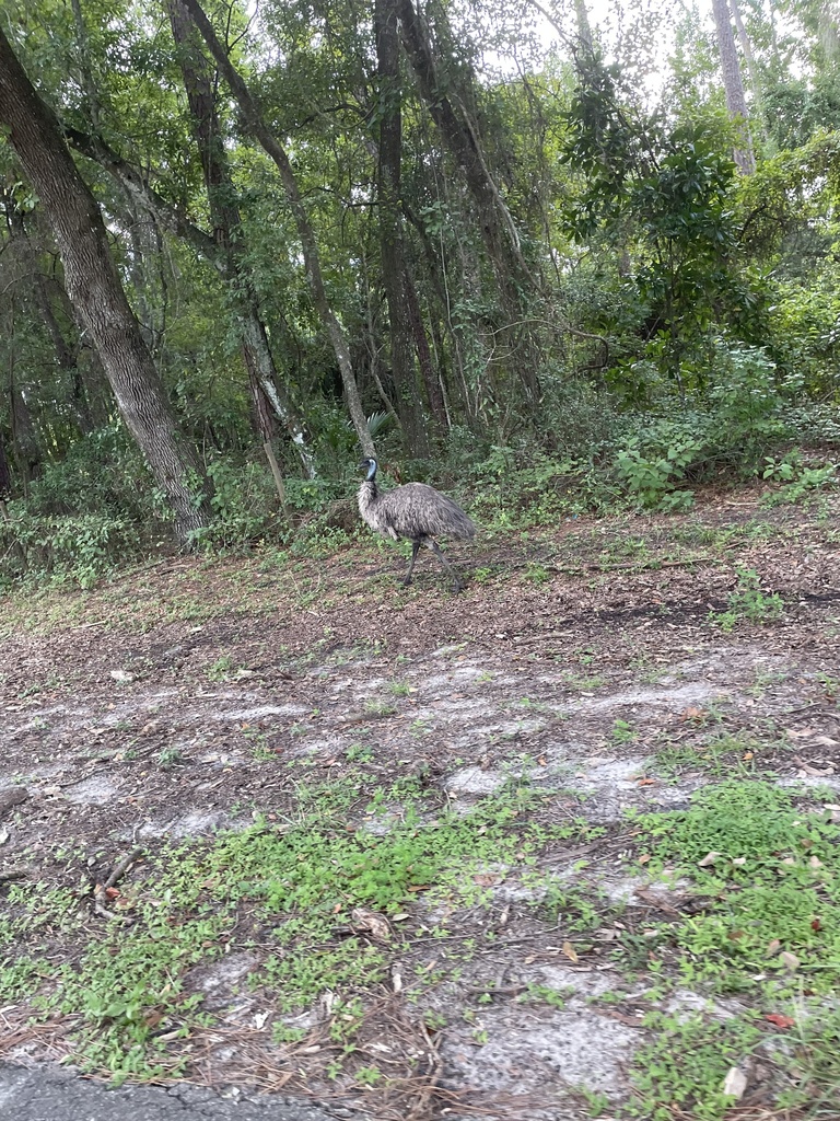 Emu from SE 41st Ln, Hawthorne, FL, US on August 7, 2023 at 06:03 PM by ...