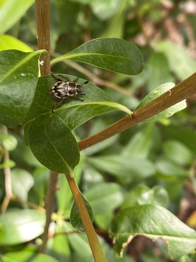 Oriental Beetle from Sarah P. Duke Gardens, Durham, NC, US on June 24 ...