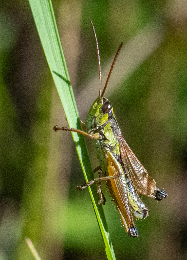 Chorthippus fallax fallax from г. Барнаул, Алтайский край, Россия on ...