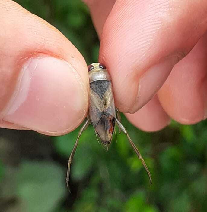 Greater Water Boatman from Provincia di Pordenone, Italia on August 8 ...