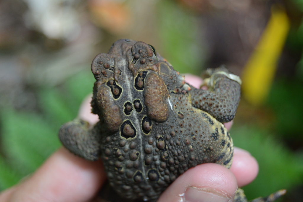 American Toad from Underhill, VT 05489, USA on August 16, 2023 at 02:46 ...