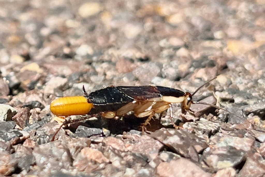 Pennsylvania Wood Cockroach from Old Logging Rd, Wildwood, MO, US on ...