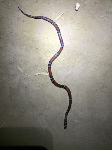 (Micrurus dumerilii colombianus) - Snakes and Lizards