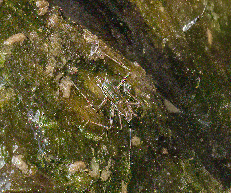 Mulsant's Water Treader from Patapsco River State Park – Daniels area ...