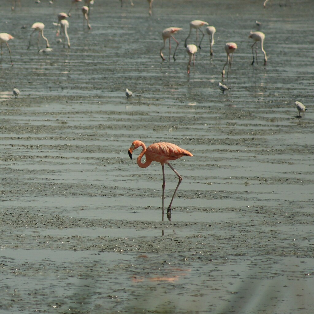 American Flamingo in August 2023 by skogsraa · iNaturalist