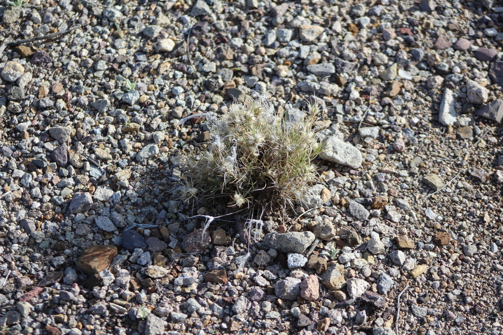 Fluffgrass from Tucson, AZ, USA on February 06, 2019 at 03:42 PM by ...