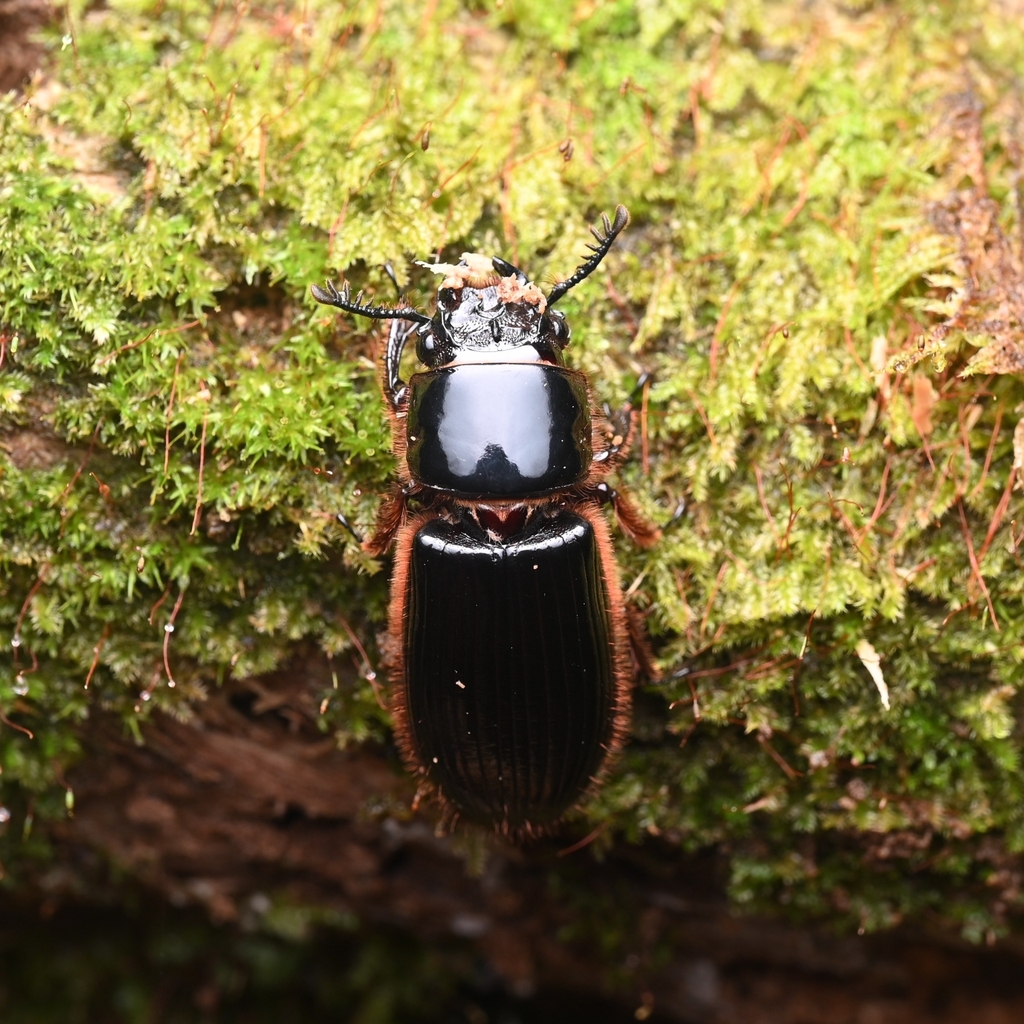 Passalus from Mandai T15 Trail on August 18, 2023 at 09:22 PM by gotta ...