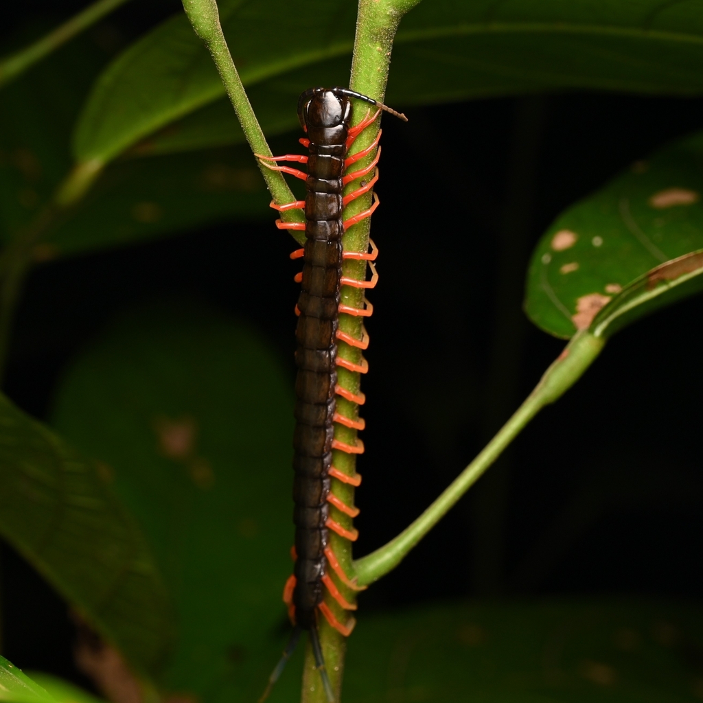 Pacific Giant Centipede from Mandai T15 Trail on August 18, 2023 at 08: ...