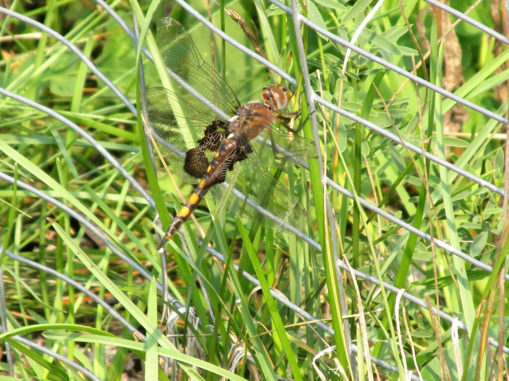 Black Saddlebags from Pamela Parks, Edina, MN, USA on August 18, 2023 ...