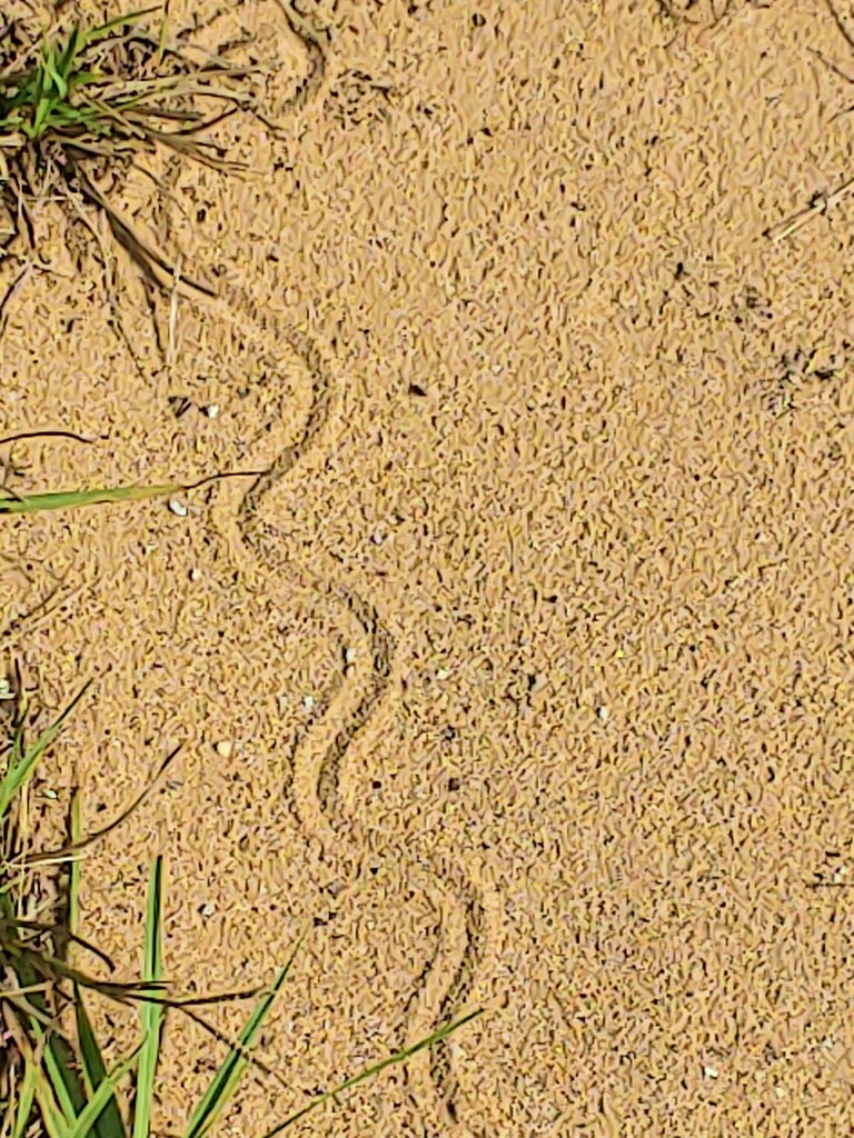 Florida Sand Skink in August 2023 by Tom Palmer · iNaturalist