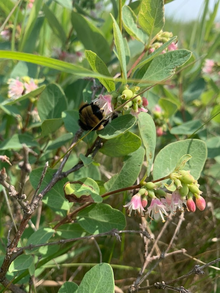 Yellow-banded Bumble Bee in July 2023 by mna_jyork · iNaturalist