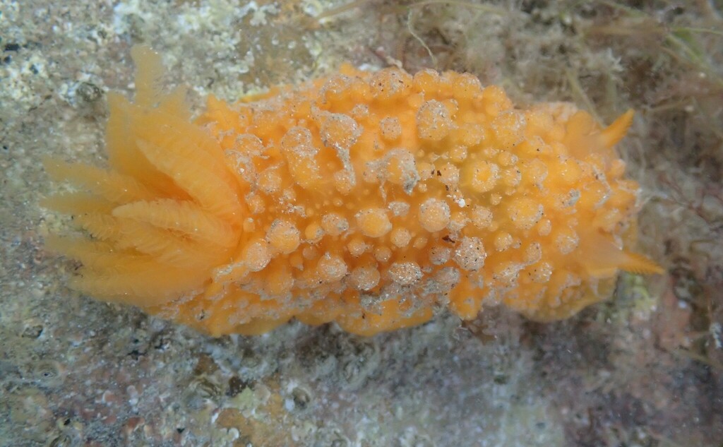 Warty Doris from Archirondel, Jersey on August 18, 2023 at 03:01 PM by ...
