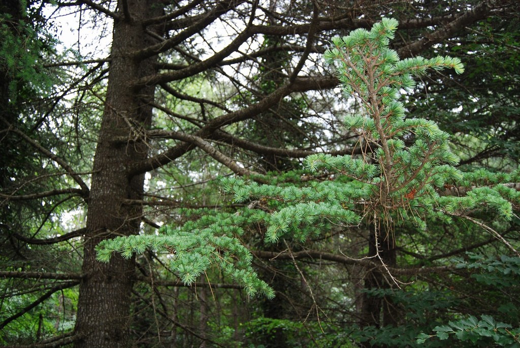 Atlas cedar (Cedrus atlantica) - Botanical Realm