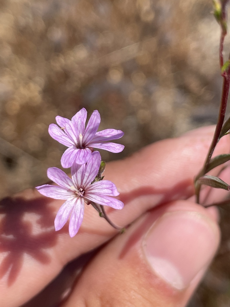 Panicled Willowherb From Fort Ord National Monument Marina CA US On panicled-willowherb-from-fort-ord-national-monument-marina-ca-us-on