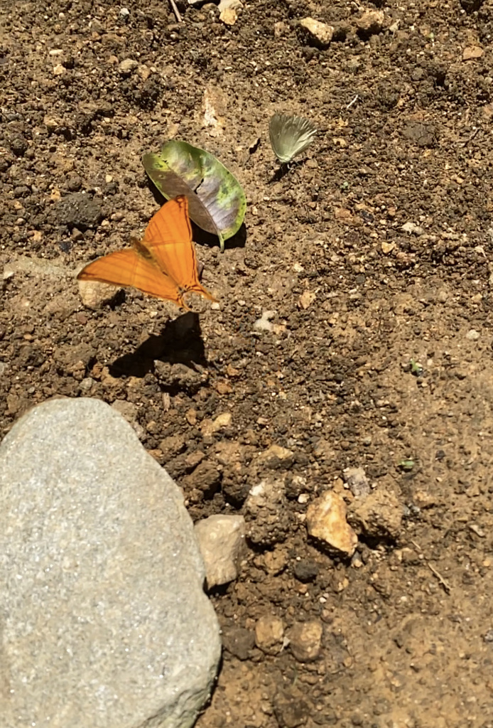 Orange Daggerwing from Santa Marta (Dist. ESP. ), Santa Marta ...