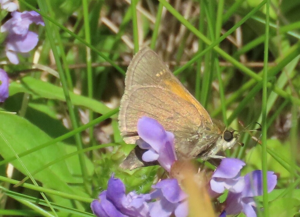 Tawny-edged Skipper from Freedom, NH, USA on June 30, 2023 at 12:25 PM ...