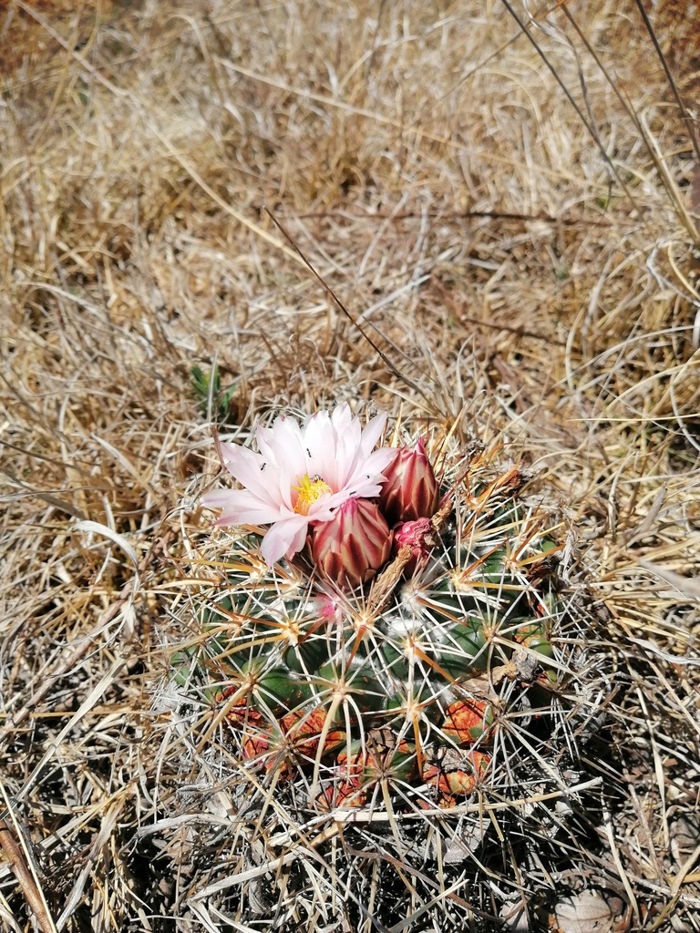 Coryphantha ottonis from Soyaniquilpan de Juárez, Méx., México on June ...